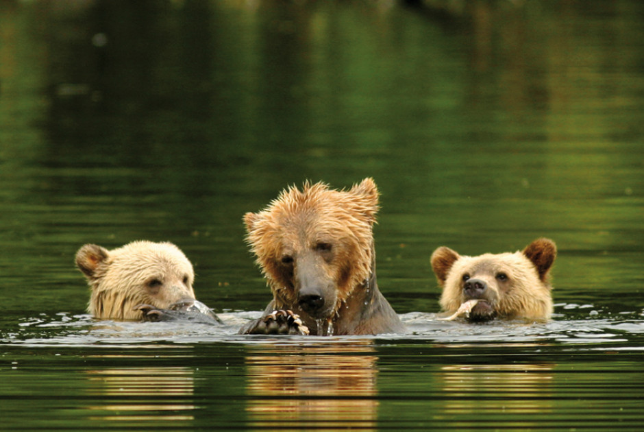 Circuit Canada: "Observation des ours au Knight Inlet Lodge" au départ ...